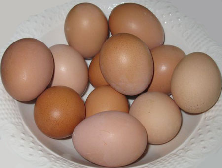Brown Egg Layers