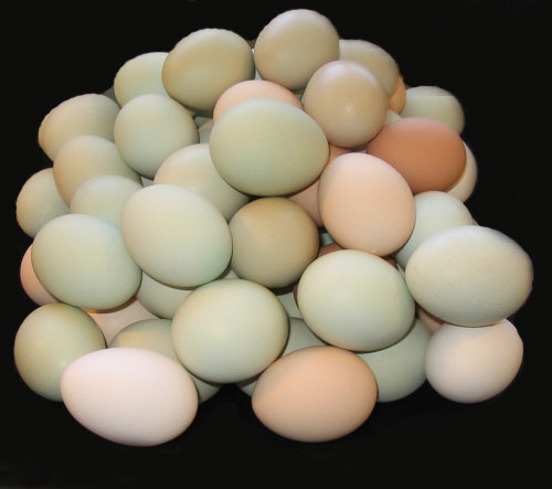 White & Tinted Egg Layers